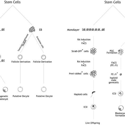 Schematic Representation Of In Vitro Derived Ivd A Female And B