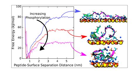 Investigating The Role Of Phosphorylation In The Binding Of Silaffin