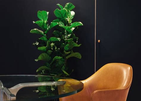 Olaf Hussein Store Has A Modernism Influenced Interior