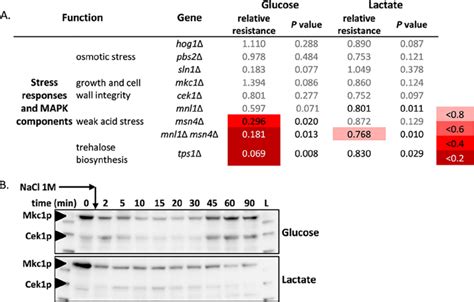 Mapk Signaling Pathways And Other Stress Regulators Do Not Mediate The