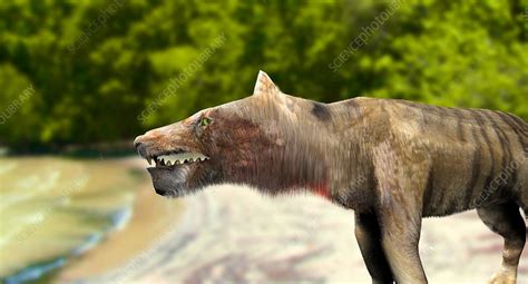 Andrewsarchus Skeleton