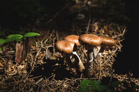 침 엽 수림에서 꿀 향나무의 근접 식용 버섯 자연 환경에서 버섯의 그룹 0명에 대한 스톡 사진 및 기타 이미지 0명 가을