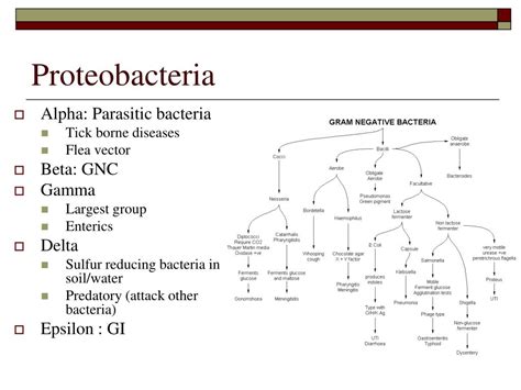 Ppt Gram Negative Powerpoint Presentation Free Download Id 237714