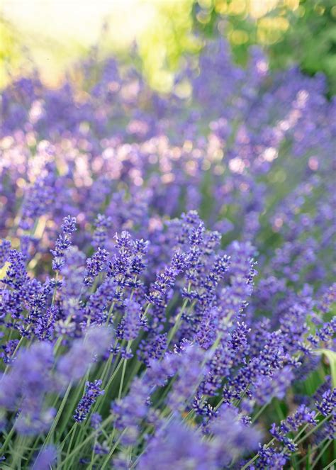 Growing Lavender In Your Own Garden