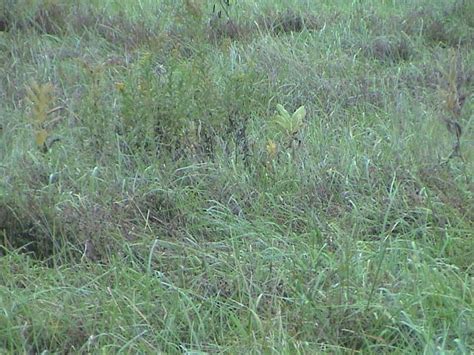 Weed Control In Pastures Without Chemicals College Of Agricultural