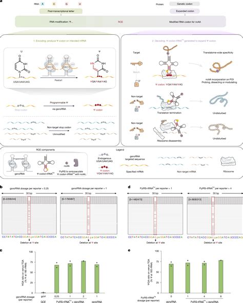 Nature Rna Codon Expansion Via Programmable Pseudouridine Editing And Decoding