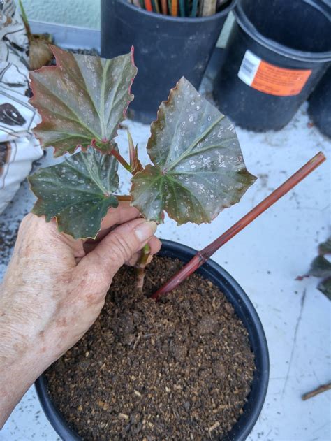 Propagating Begonias From Cuttings Gardening In La