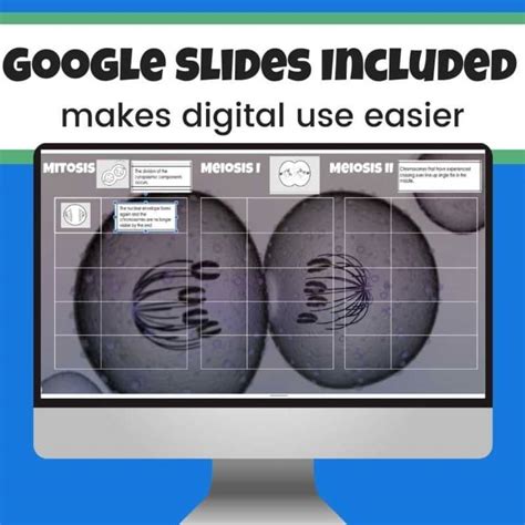 Compare Mitosis And Meiosis Activity By The Learning Hypothesis Store