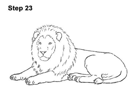Lion Lying Down Clipart School