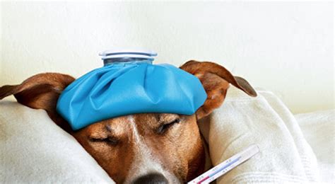 ¿cómo Saber Si Mi Perro Está Resfriado