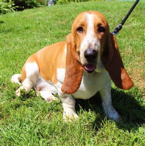 Girls Blissful Basset Hounds