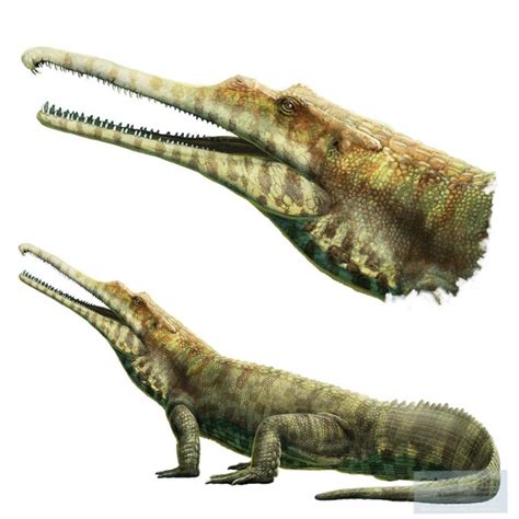 Rutiodon Paleo Media Wiki Fandom
