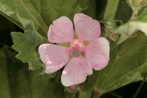 Marshmallow Facts And Health Benefits