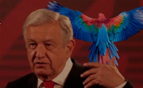 Tras Exhibir Estado De Salud De Amlo Guacamaya Prepara Más