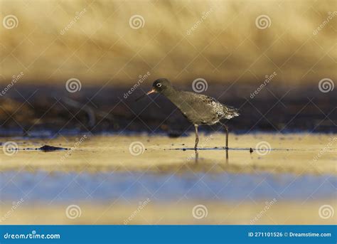 Spotted Redshank Tringa Erythropus Looking For Food In The Wetlands
