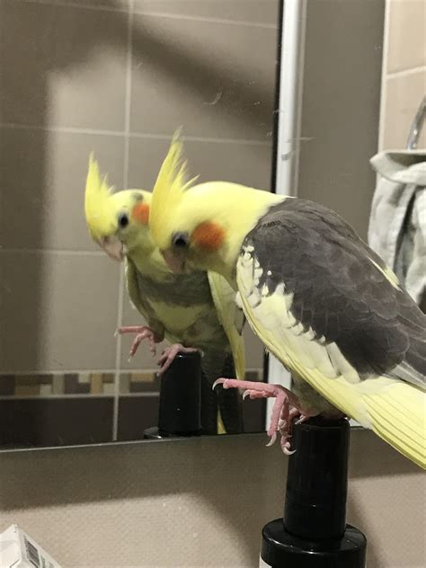 This Is My Cockatiel I Got Him Not Too Long Ago Hes Extremely