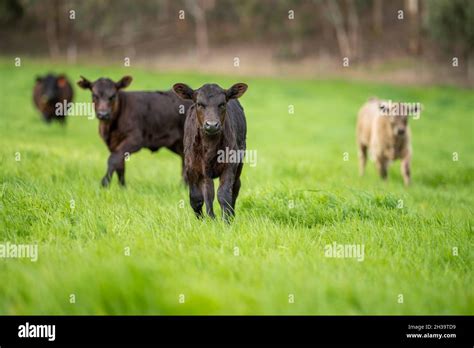 Cows In The Field Grazing On Grass And Pasture In Australia On A