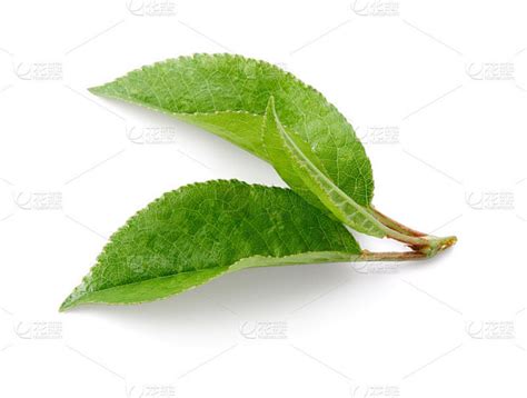 樱桃叶孤立在白色背景上