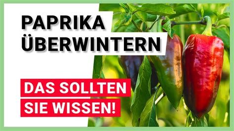 Paprika überwintern So gelingt es ganz sicher YouTube