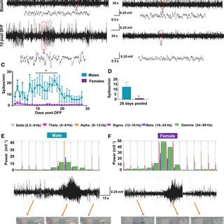 The Influence Of Sex On Epileptiform Spike Rate And Spontaneous Download Scientific Diagram