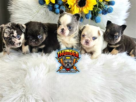 Southern Class Kennels We Found The Gold At The End Of The Rainbow🌈🍀