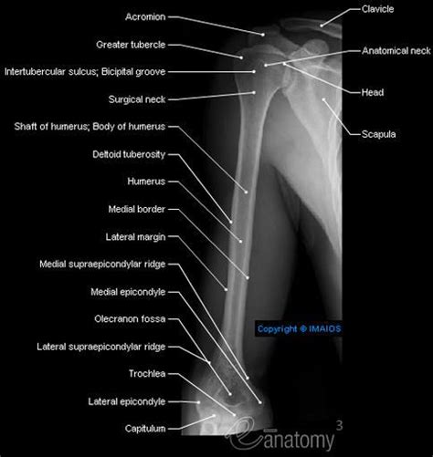 Radiography Arm Humerus Shaft Of Humerus Body Of Humerus
