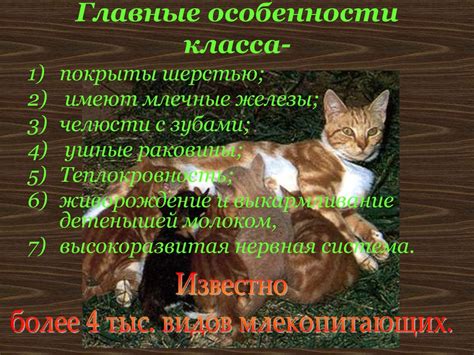 Общая характеристика класса Млекопитающие презентация онлайн