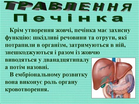 Травна система людини презентация онлайн