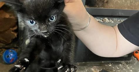 The Absolute Audacity Of Me To Rescue This Kitten I Will Be Hearing