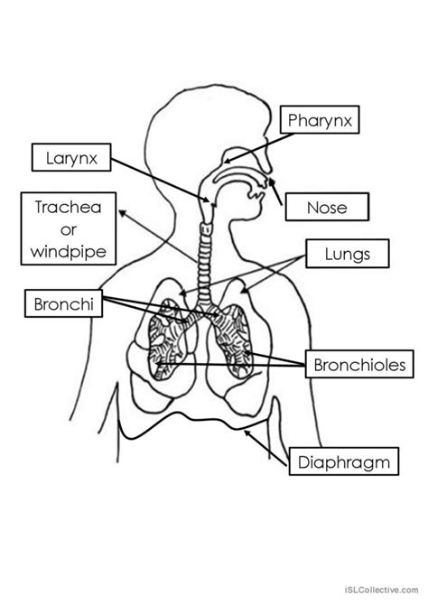 Respiratory System English Esl Worksheets Pdf And Doc Worksheets Library