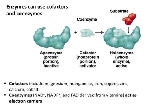 Isoenzymes Structure Coenzymes Function And Classification Of Enzymes