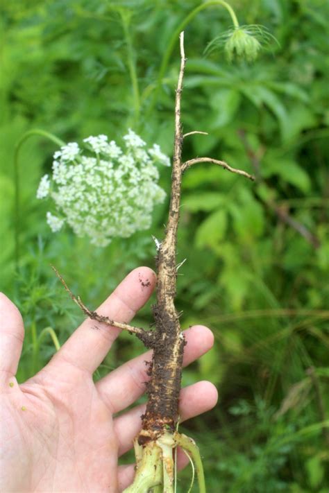Foraging Queen Annes Lace And Avoiding Look Alikes — Practical Self Reliance