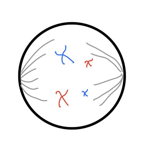 Ap Bio 5 1 Meiosis Flashcards Quizlet