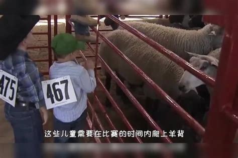 西班牙传统的骑羊比赛参赛者全都是儿童网友看着就疼 参赛者 比赛 儿童