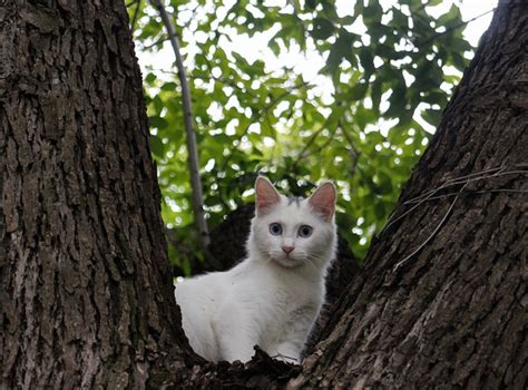 Кошка Домашний Питомец Животное Бесплатное фото на Pixabay Pixabay