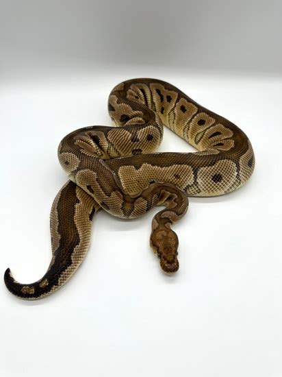 Clown Het Dg Ball Python By Extraordinary Exotics Llc