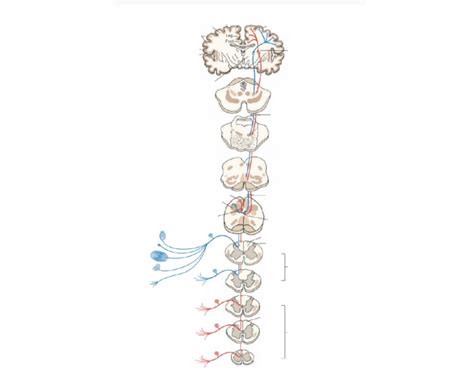 Touch Proprioception Spinal Cord Pathway Quiz
