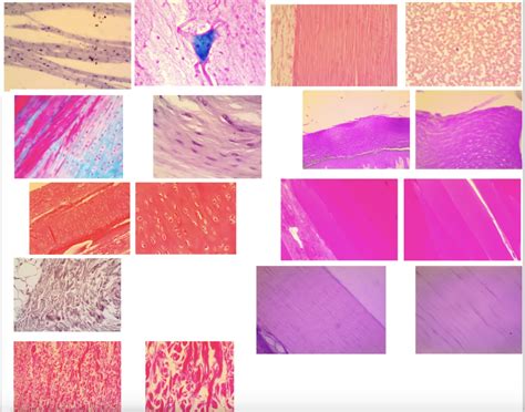 Identifying Tissues Part 2 Quiz