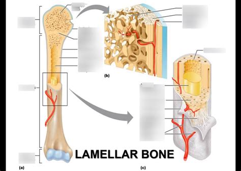 Lamellar Bone Diagram Quizlet