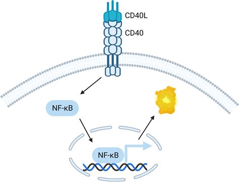 Cd Nf B Luciferase Reporter Hek Cell Line