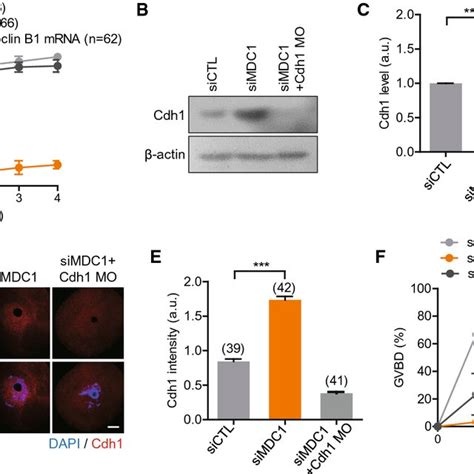 Mdc1 Regulates Apc C Cdh1 Mediated Cyclin B1 Degradation During G2 M