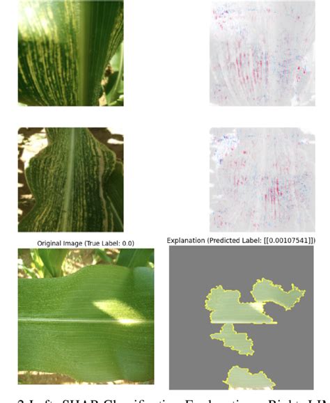 Figure 1 From Interpretable Deep Learning For Diagnosis Of Maize Streak