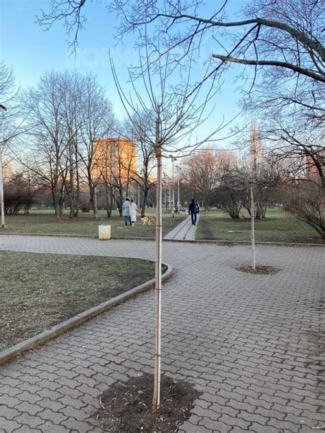 Засаждане на дървета в парк „Хиподрума” район „Красно село” Nova Bg