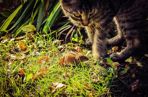 窮鼠猫を噛むの意味とは？どんな場面に使えることわざなの？ ことばのぎもん
