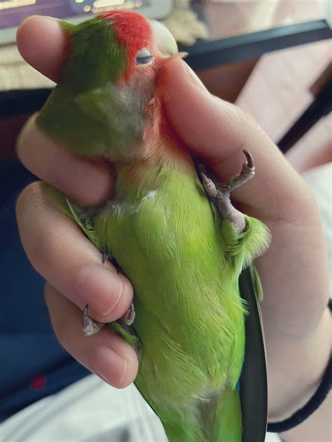 🦜さらみあ🦅 On Twitter うっトリ Ztwcb5vney Twitter