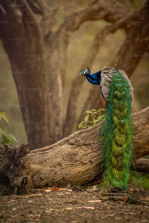 100 Peacock Pictures Hd Download Free Images On Unsplash