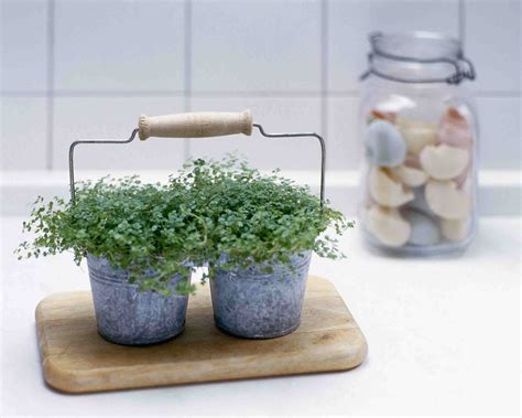 9 Cute Small Indoor Plants