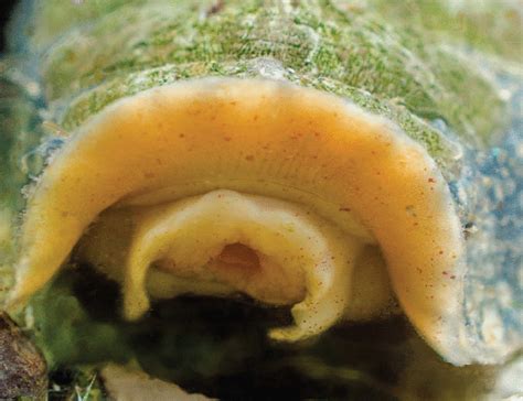 Hardening Natures Toughest Teeth Science