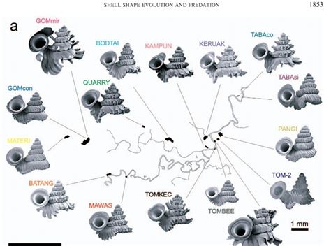 Species New To Science Invertebrate • 2008 Microgeographic Evolution Of Snail Shell Shape And