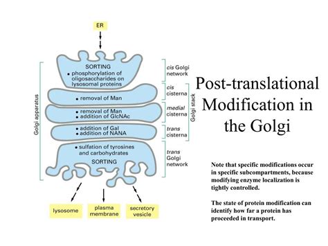 Ppt Intracellular Vesicular Traffic I The Secretory Pathway